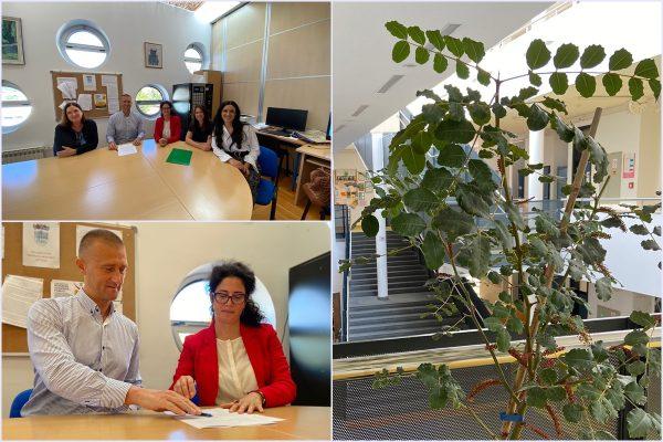 ODLIČNA INICIJATIVA Rogač je prvo 'stablo generacije' župskih školaraca ...