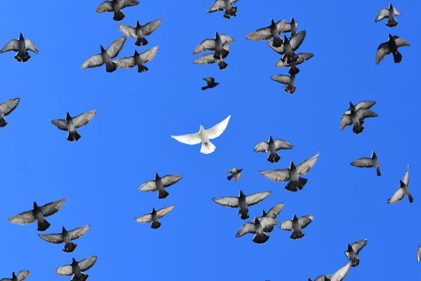 [FOTOGRAFIJA TJEDNA] Simbol mira, ljubavi i nade - DuList