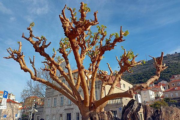 Prolistala je stoljetna murva na Pilama! - DuList